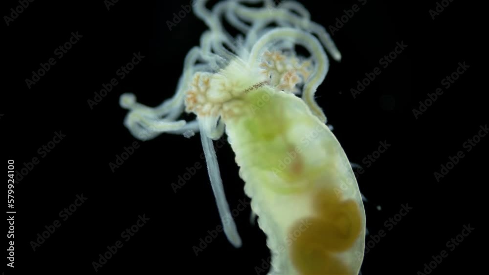 Worm Polychaeta of the family Terebellidae under the microscope has ...