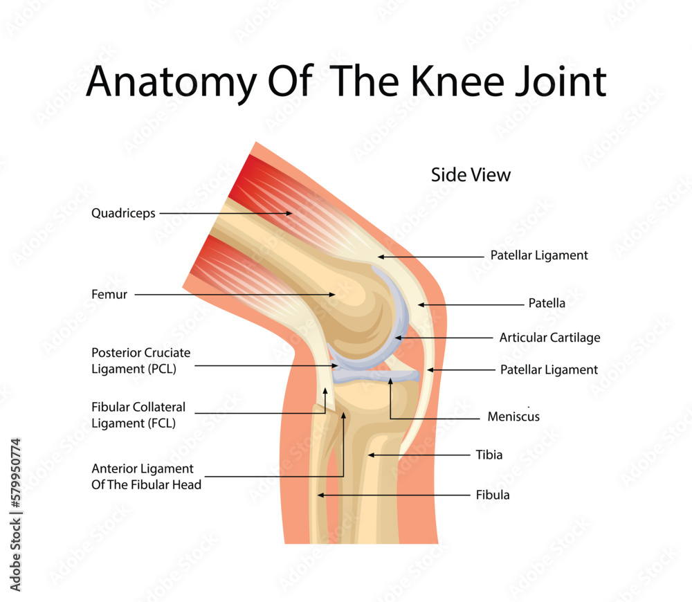 Anatomy of the knee joint diagram Stock Vector | Adobe Stock