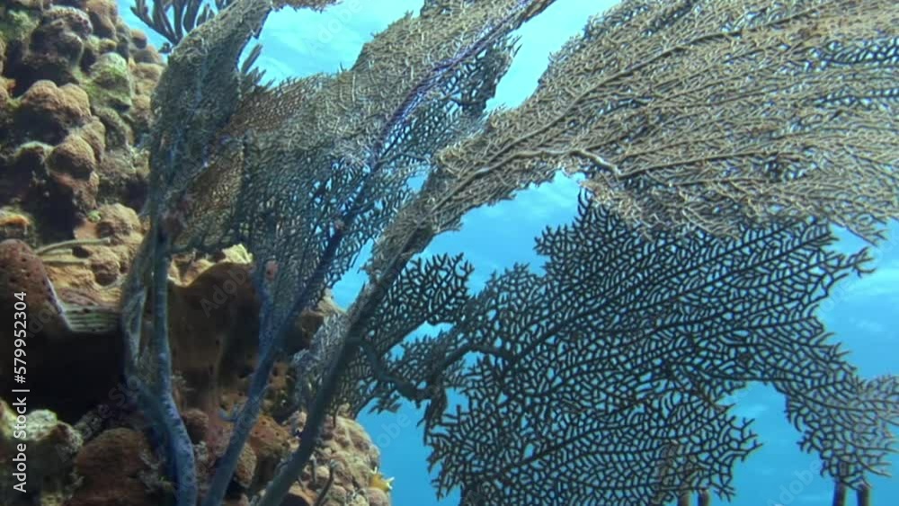 Colors and shapes of corals and reefs underwater are fascinating ...
