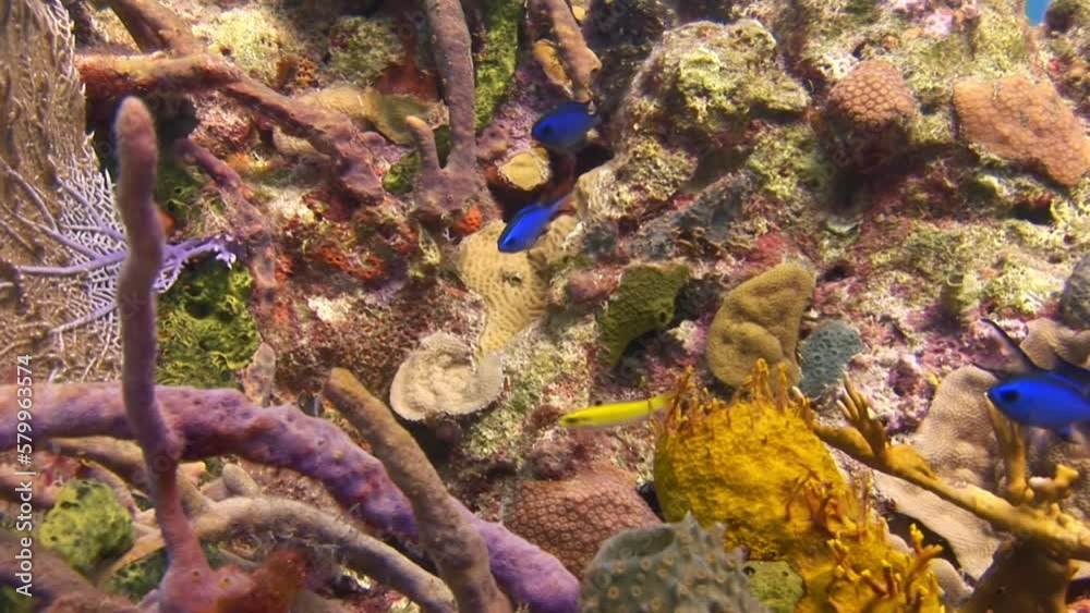 Magnificent coral reefs can be seen underwater. Overfishing can also ...