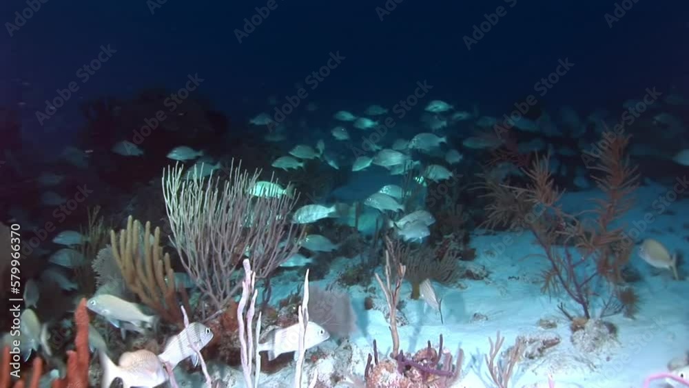 Underwater environment of corals, reefs and school fish is true wonder ...