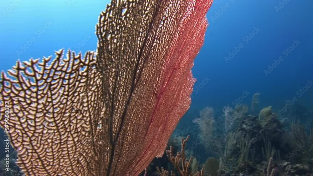Intricate formations of corals and reefs are fascinating close-up ...