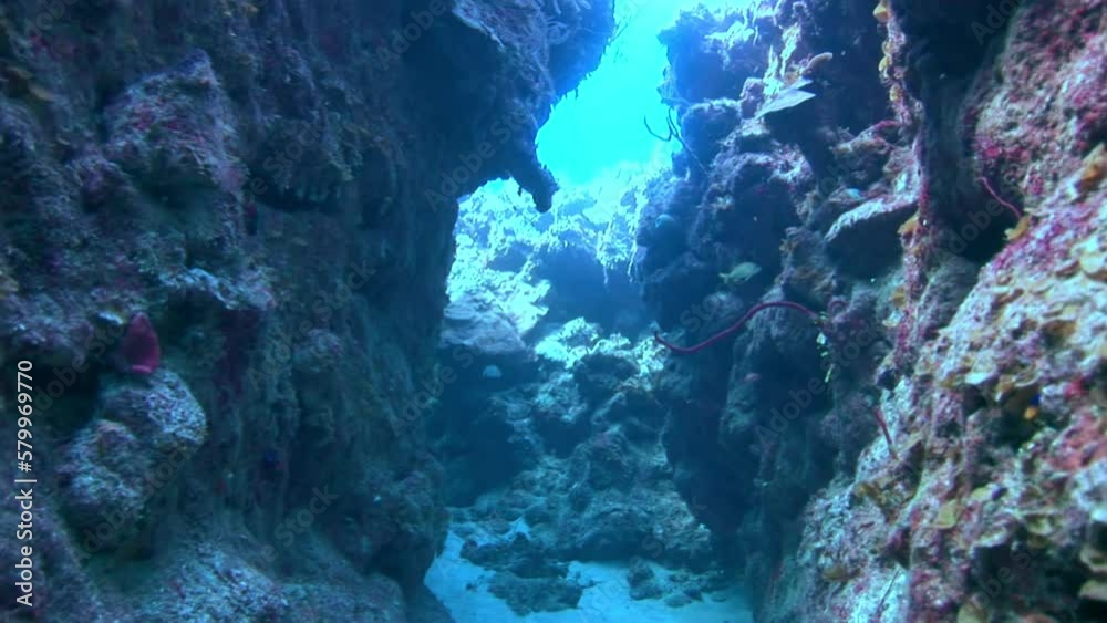 An underwater reef cave and beautiful yellow fish by the coral ...