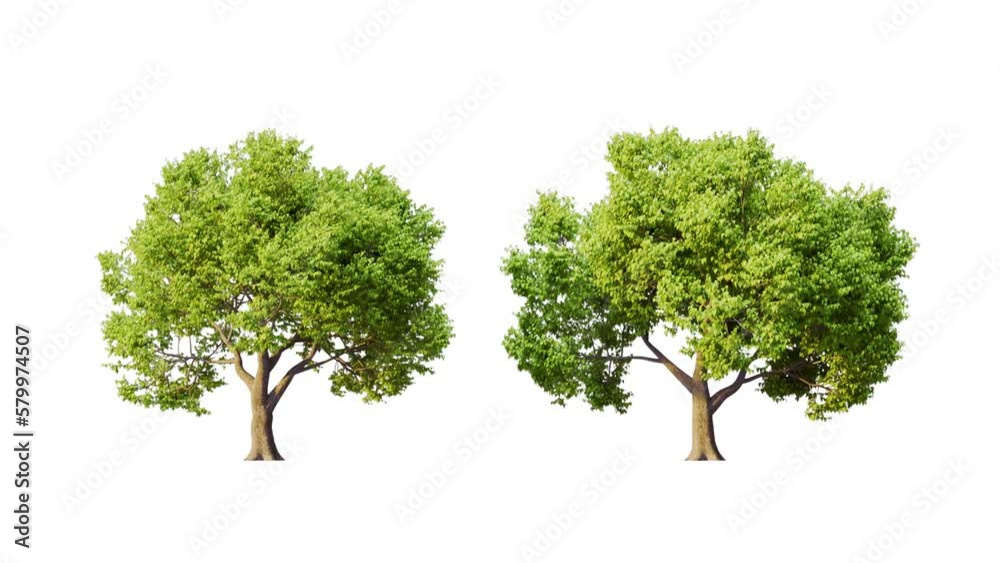 Growing trees isolated with alpha.3D animation growth grow from small ...