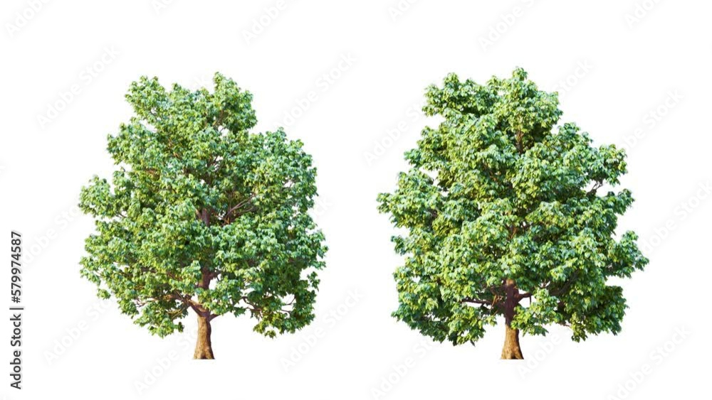 Growing trees isolated with alpha.3D animation growth grow from small ...