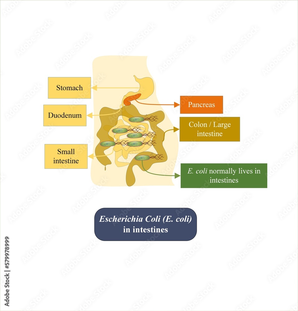 Escherichia Coli lives in Intestines Stock Illustration | Adobe Stock