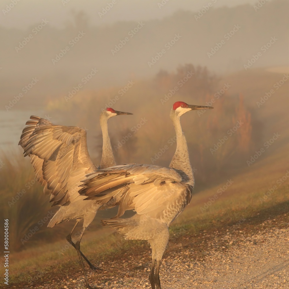 Fotka „Sandhill Crane Mating Breeding Courtship Ritual Sweetwater ...