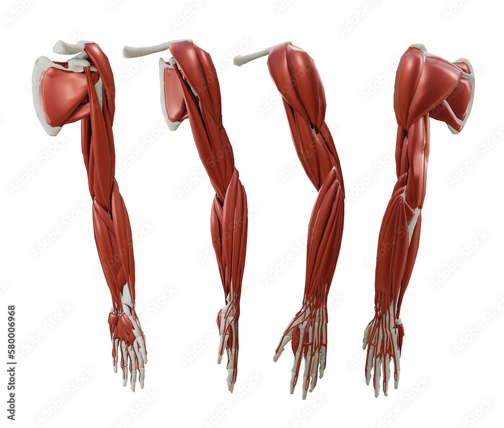 3d rendering anatomy of human body parts arm muscles and bones ...