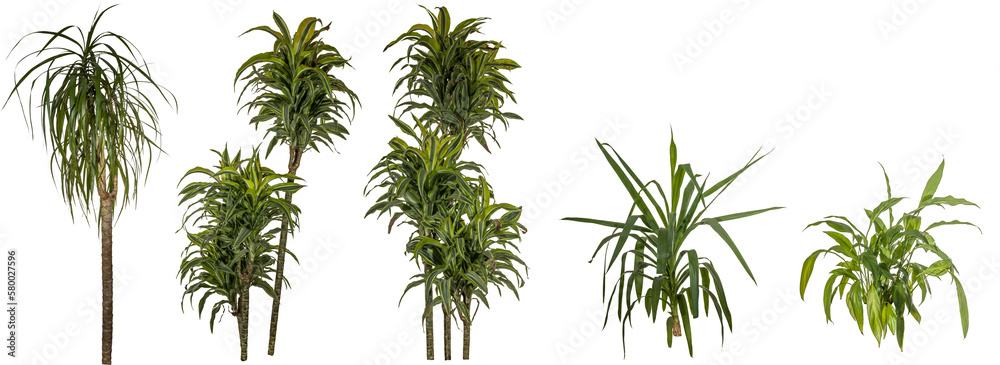 ภาพประกอบสต็อก Selection of different palm trees on transparent ...