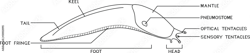 Vetor de Coloring page with external anatomy of slug. Structure of slug ...