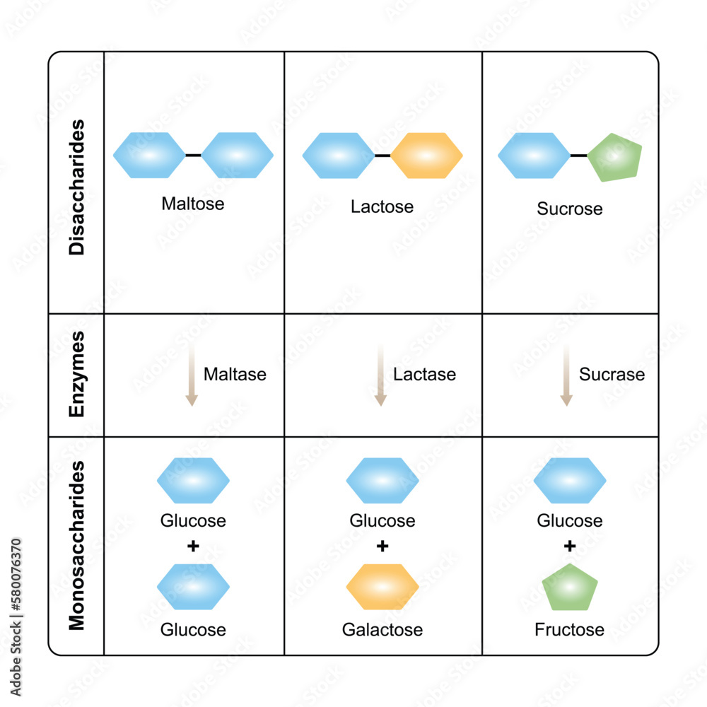 Scientific Designing Of Disaccharides Digestion Maltase Sucrase And Lactase Enzymes Effect On