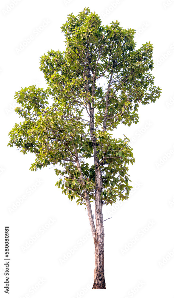 PNG tree transparent background, hight qaulity real tree soft light ...