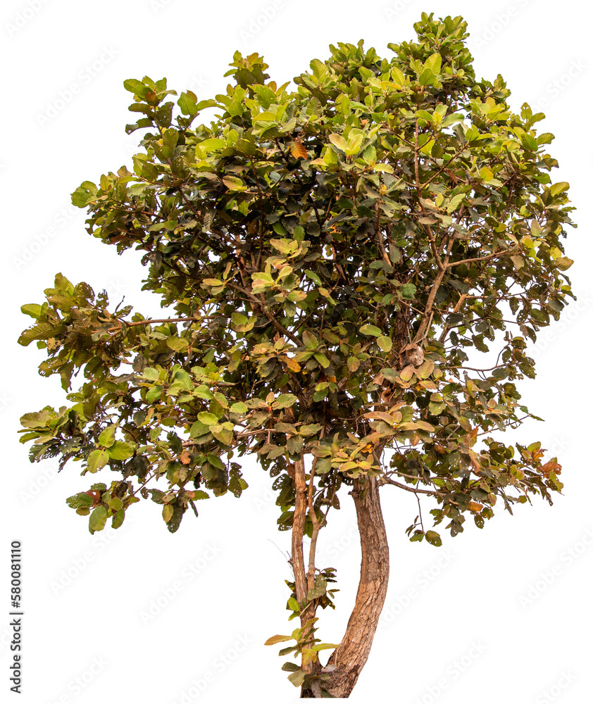 PNG tree transparent background, hight qaulity real tree soft light ...