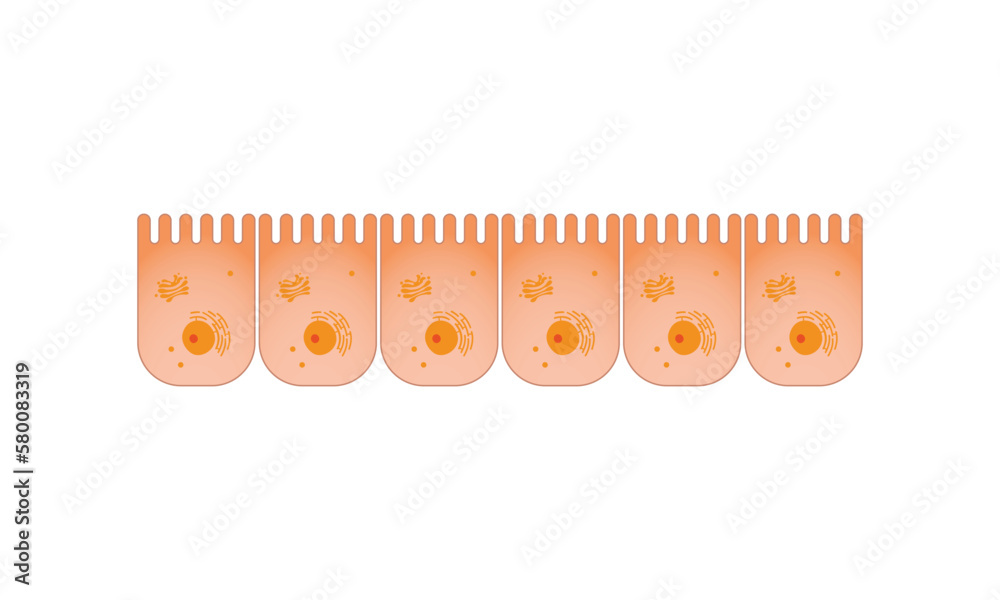 Scientific Designing of Intestine Epithelium. Vector Illustration ...