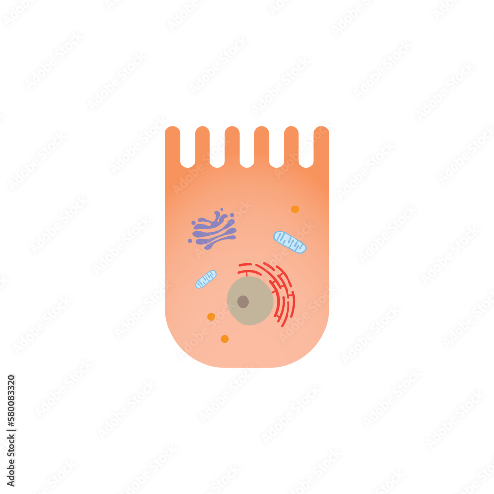 Scientific Designing of Enterocyte (intestine Cell). Vector ...