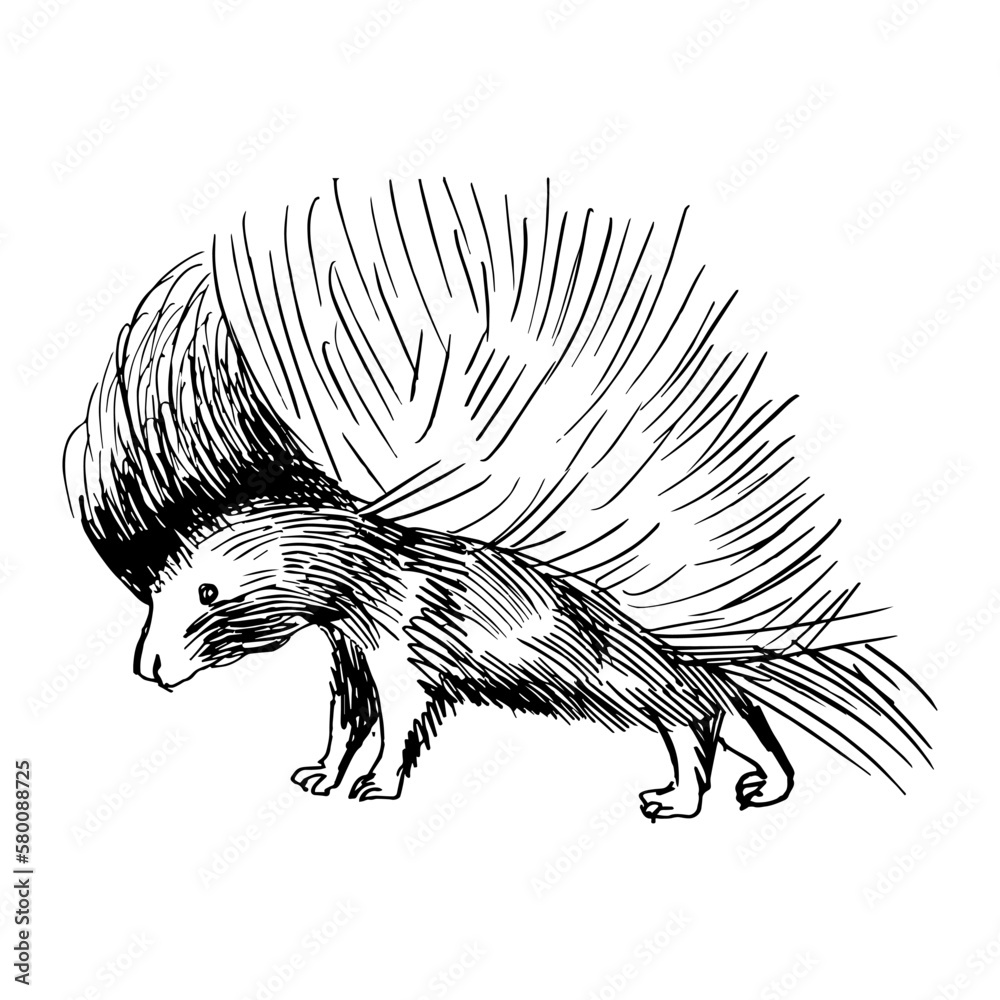 Porcupine. Side view. Drawing with black lines, marker, line art ...