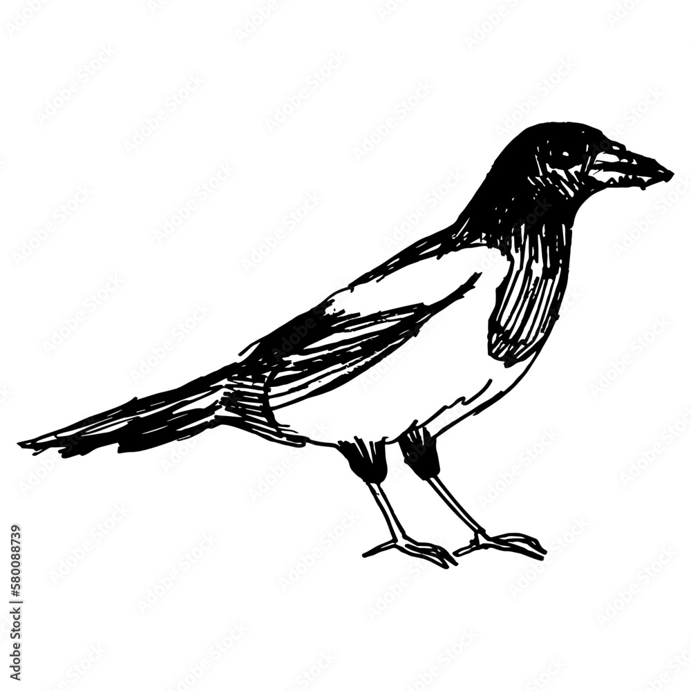 Vetor de Magpie. Side view. Drawing with black lines, marker, line art ...