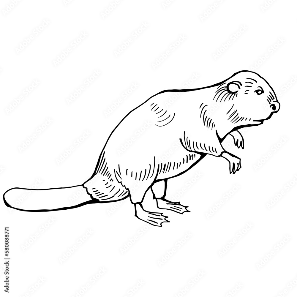 beaver side view. Drawing with black lines, marker, line art. Vector ...