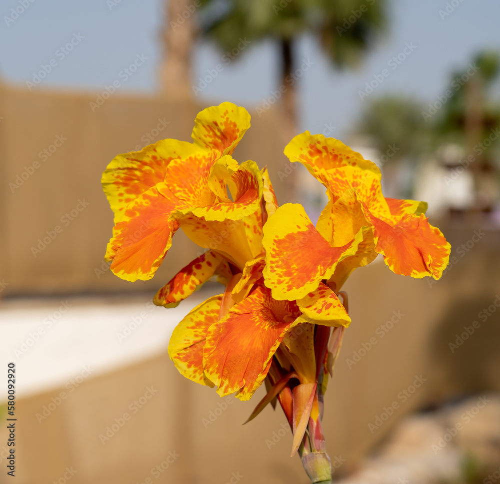 Flower Canna ʽYellow King Humbert. It is one of the most amazing ...