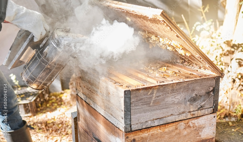 Bee farming, wood box and smoke with nature and beekeeping, honey ...