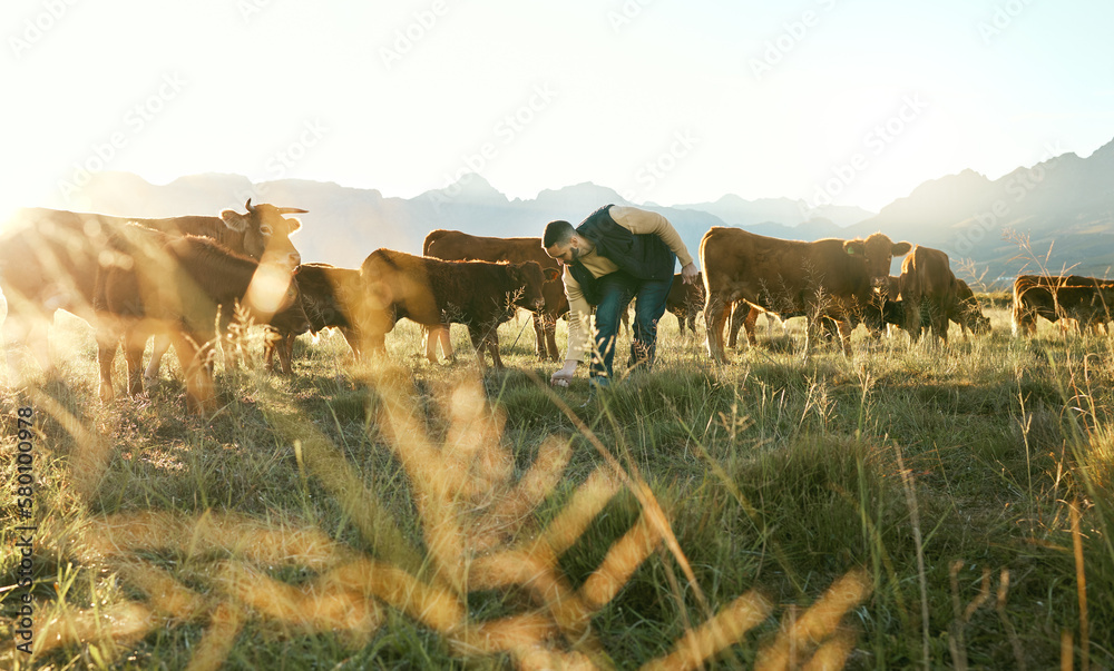 Agro, agriculture and man on farm with cattle or livestock on field for ...