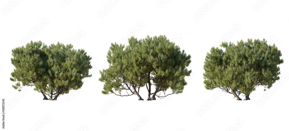 Set of Pinus mugo Mughus bush shrub isolated png on a transparent ...