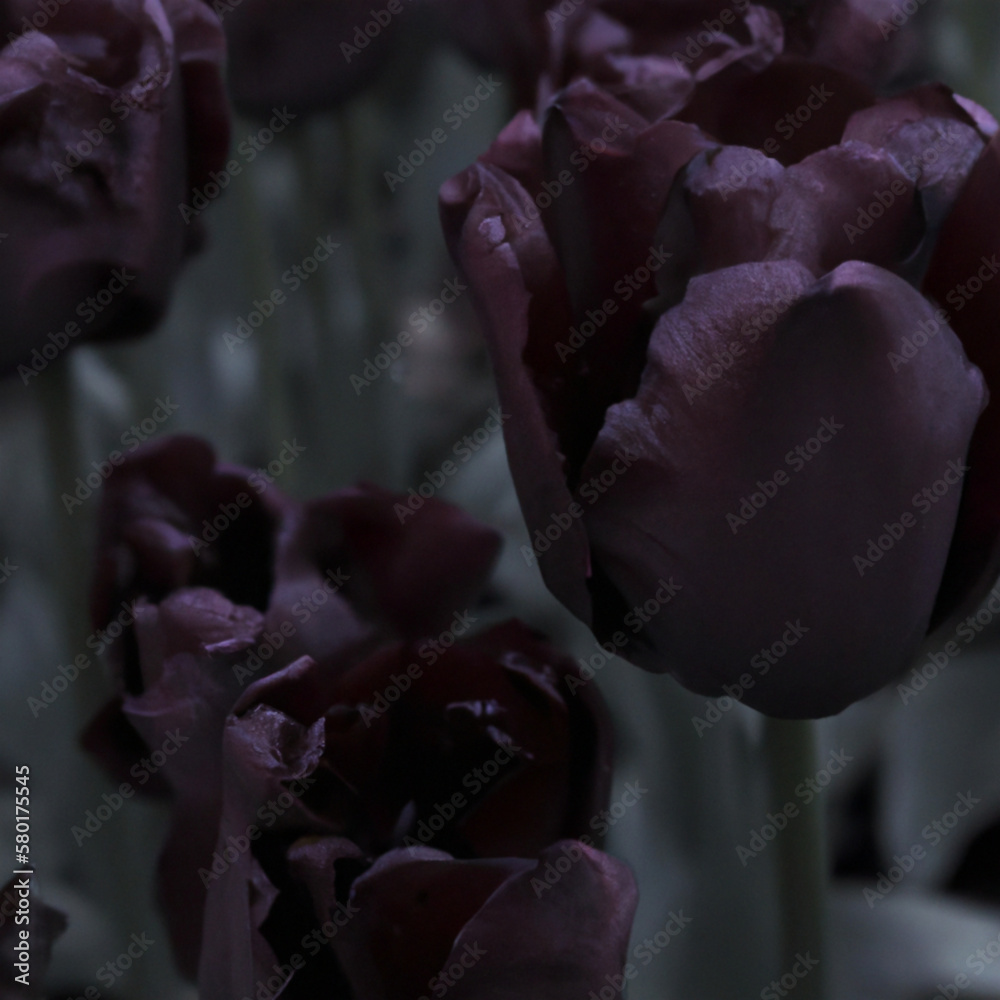 Black tulips. Paul Scherer tulip buds. Selection and tulip mania ...