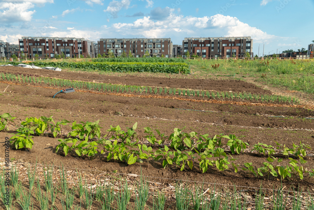Organic vegetable community garden with green onion or chives in summer ...