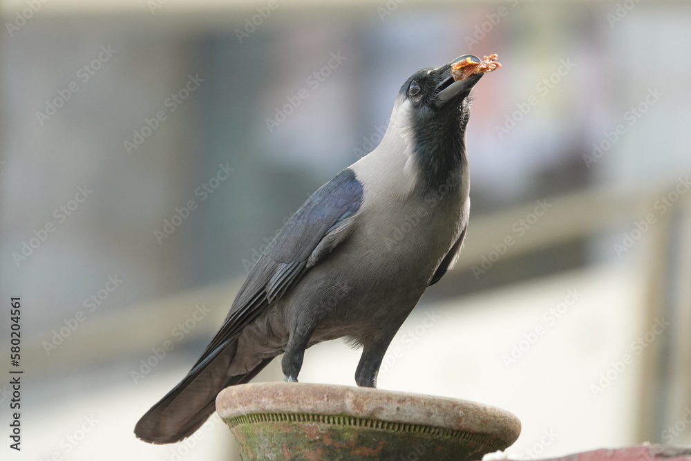 Fotka „The house crow (Corvus splendens) is a bird species in the ...