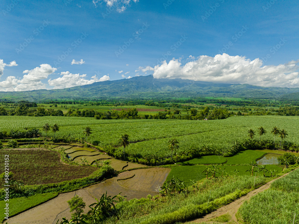 Cultivation of sugar cane in the highlands. Negros, Philippines Stock ...