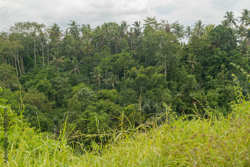 Landscape with jungle near Campuhan ridge walk, Bali, Indonesia, track ...