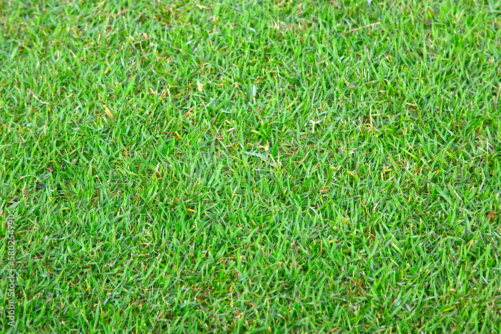green grass texture background grass garden concept used for making ...