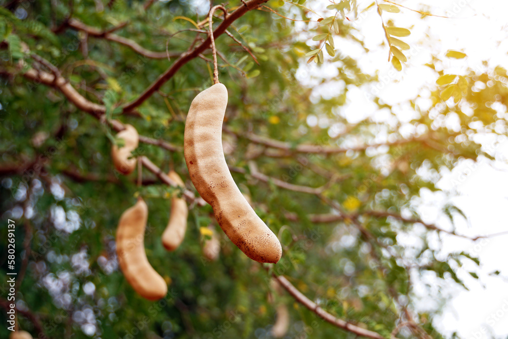 Giant sour tamarind pods on the tree This variety is commonly planted ...
