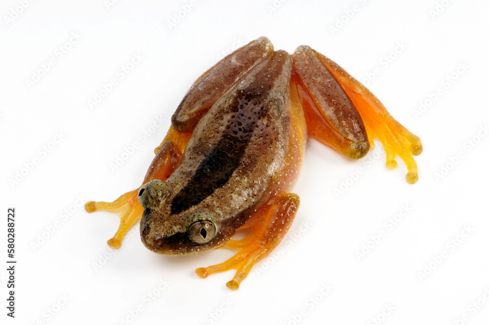 Fornasini's spiny reed frog, Greater leaf-folding frog // Kleiner ...