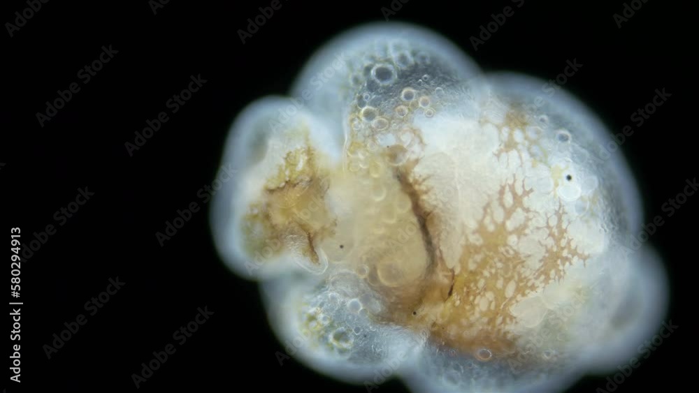 larva sea angel Mollusca Gastropoda under microscope, suborder ...