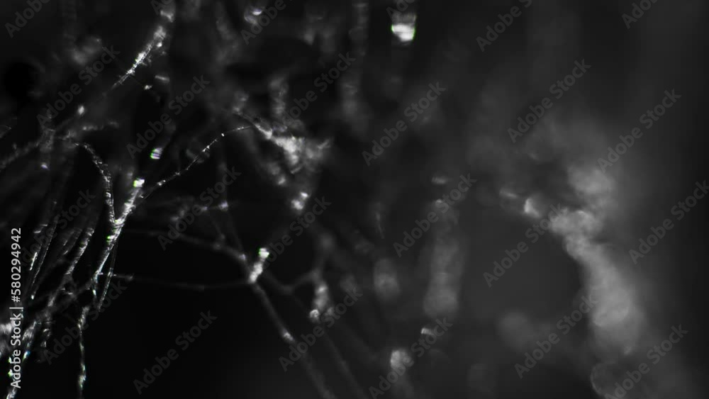 Structure Alien organism. White mold fungus under a microscope. The ...