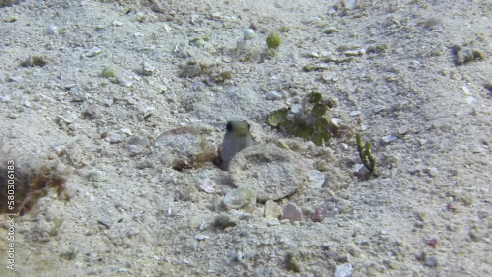 Largemouth fish peeks out of its burrow of bottom underwater close-up ...
