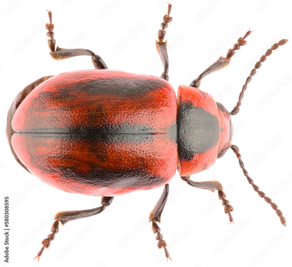 Leaf beetle Entomoscelis adonidis is a species of leaf beetles in ...