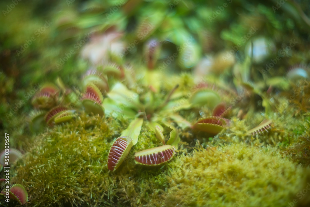Venus flytrap plant on a blurred background. Plant eats insects Stock ...