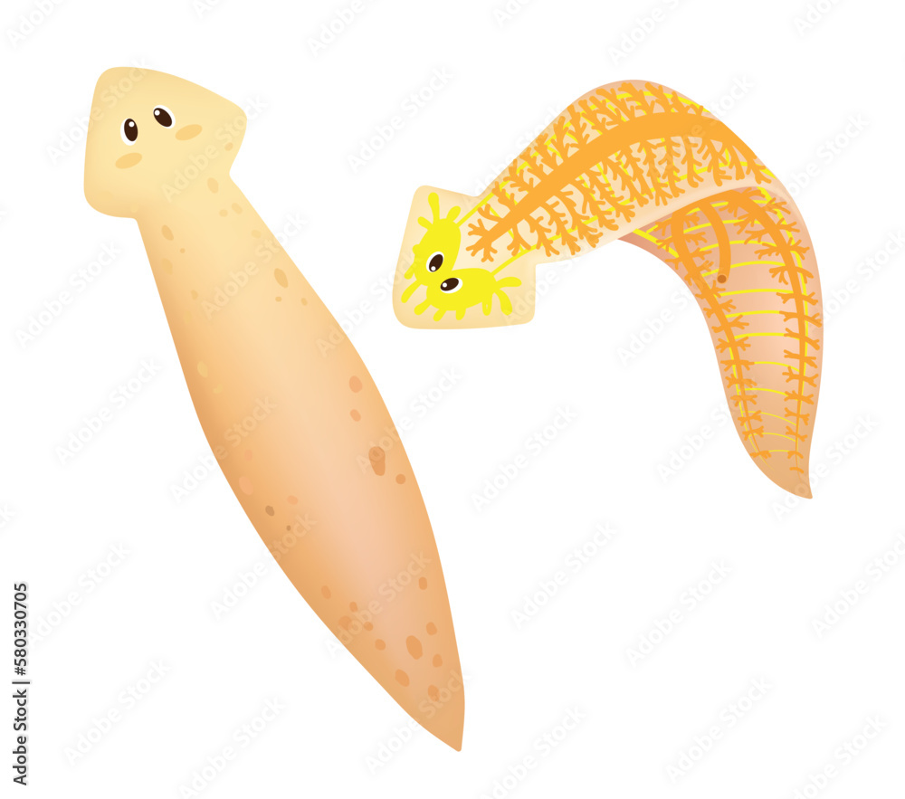 Anatomy of planarian. planarian are flatworms. Stock Vector | Adobe Stock