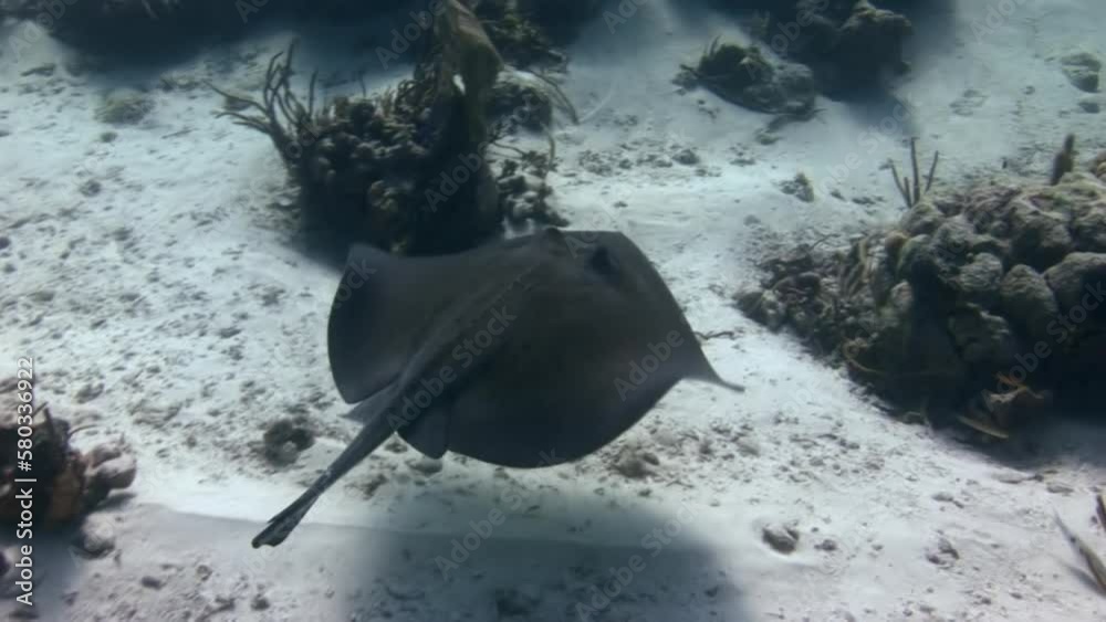 Adventurous snorkeler spotted sea stingray lurking near ocean bed ...