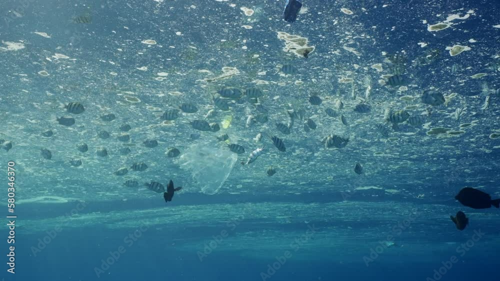 Shoal of tropical fish eats on surface of polluted water in fatty layer ...