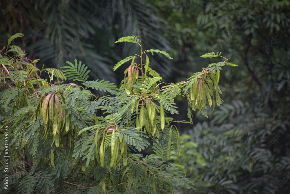 Leucaena leucocephala, White leadtree (Leucaena leucocephala) is a ...
