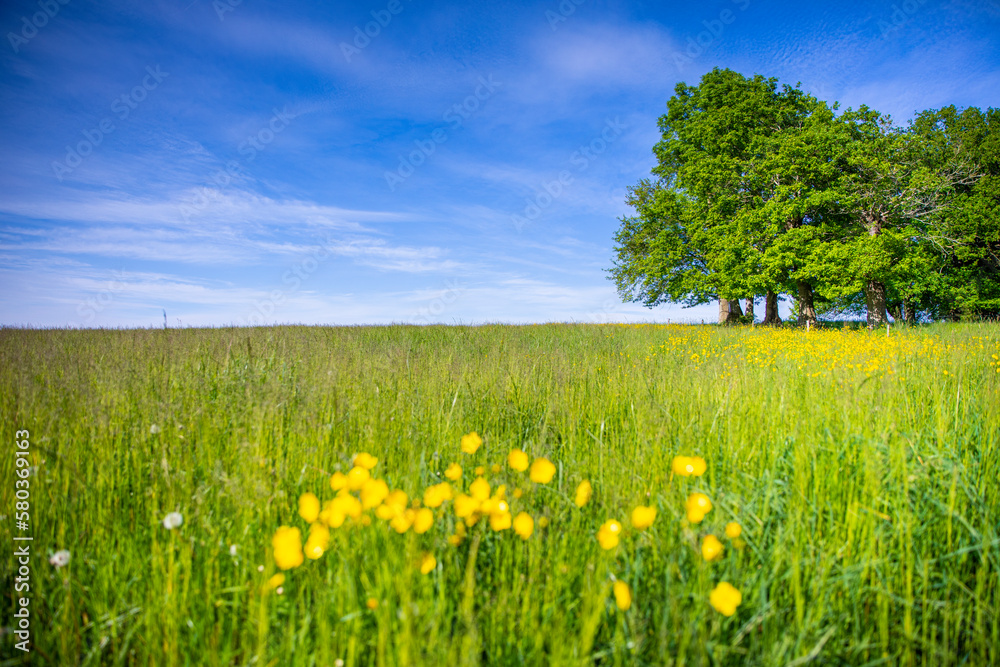 Prairie fleuries et arbre au milieu d'un paysage de campagne au ...