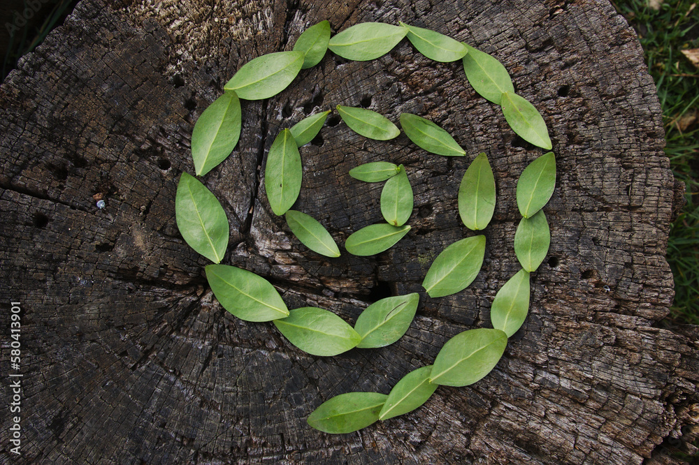 Green spiral from fresh evergreen shrub leaves on a wooden stomp ...