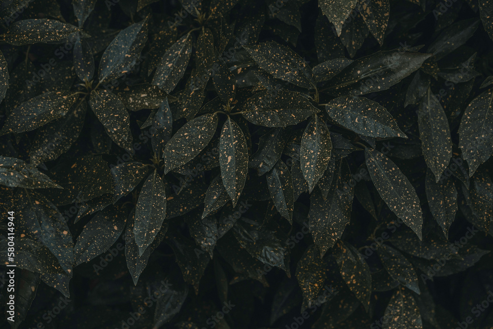 Dark leaves and shadows bush tree plants background texture pattern ...