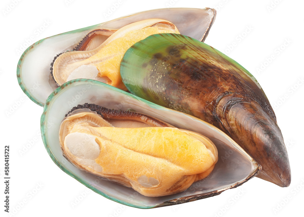 Mussel, green shell, isolated on white background, full depth of field ...