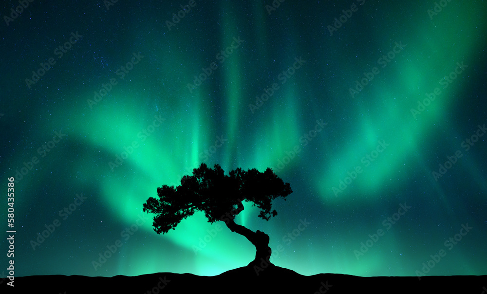 Northern lights over the alone tree at night. Aurora borealis and ...