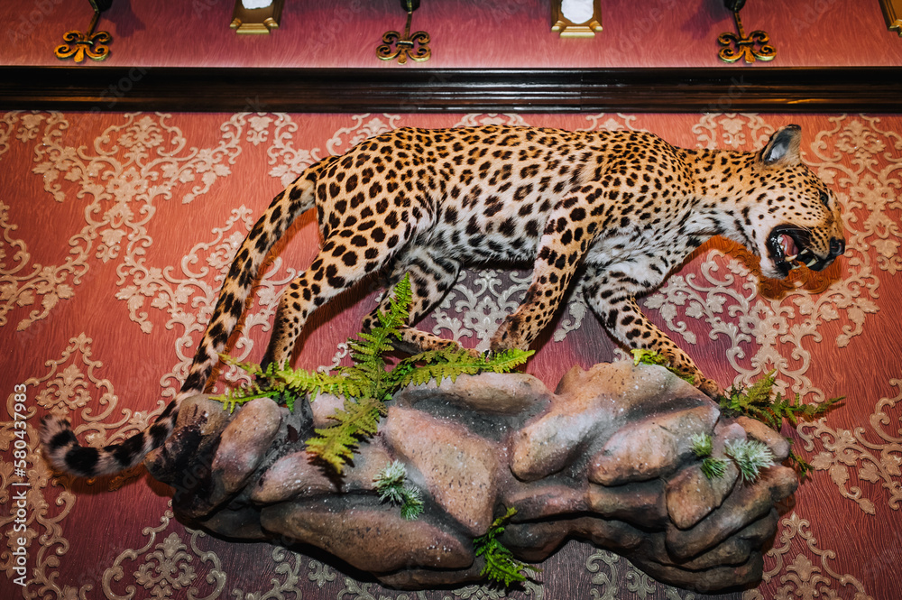 Walking wild spotted leopard, a stuffed animal killed by a predator by ...