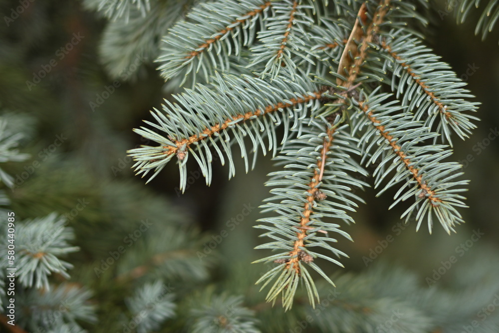 green branches of a pine tree close-up, short needles of a coniferous ...